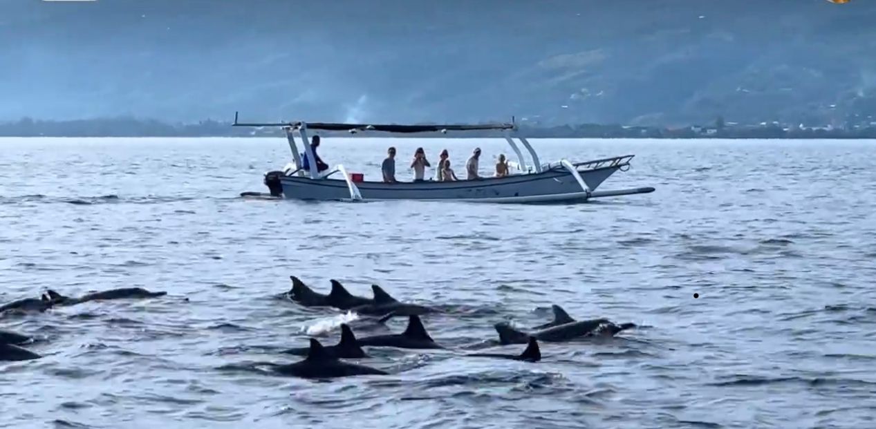 Dolphin Lovina Beach Bali - Aurora Dolphin Lovina